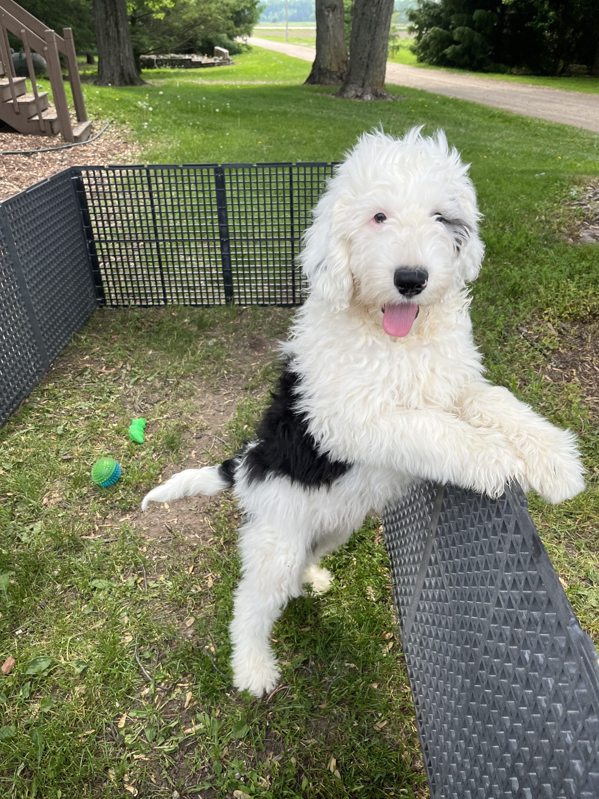Sheepadoodles - Muellers Woodville Kennels