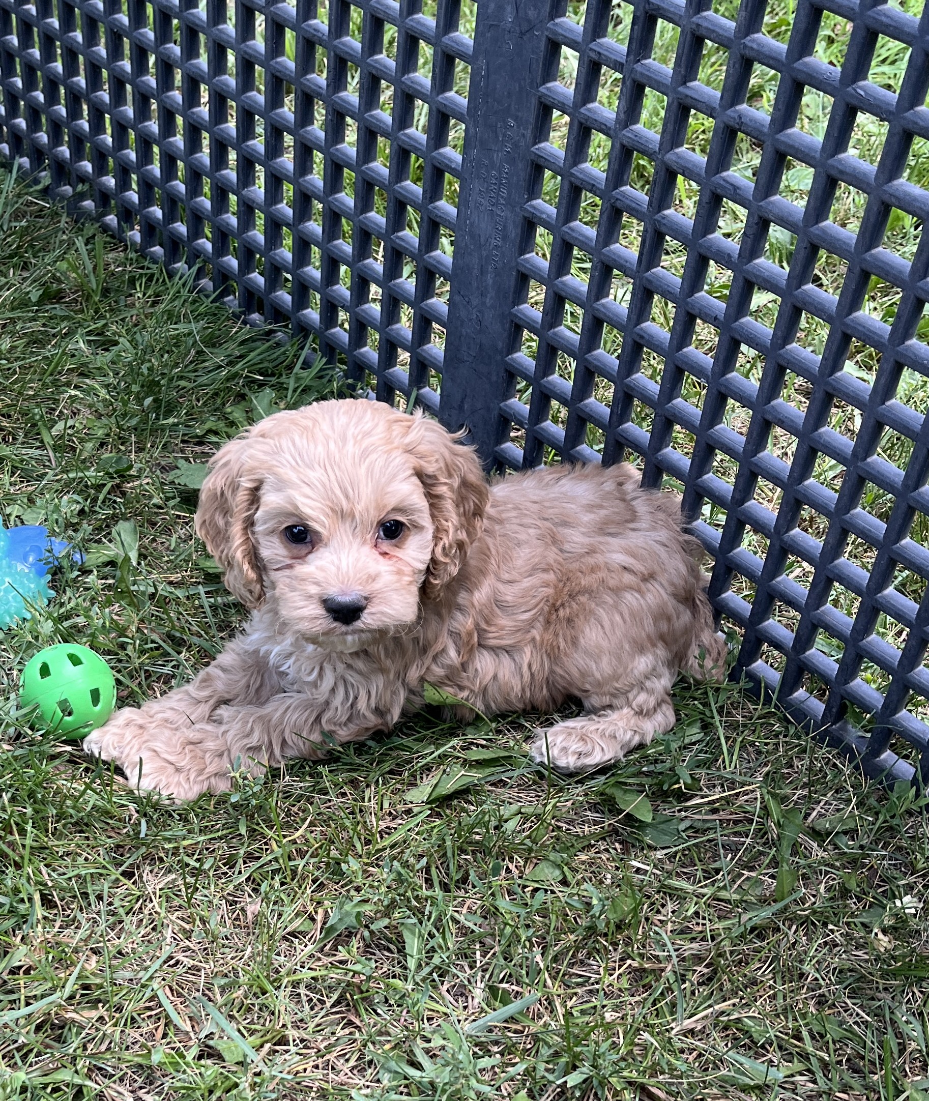 Cockapoos - Muellers Woodville Kennels