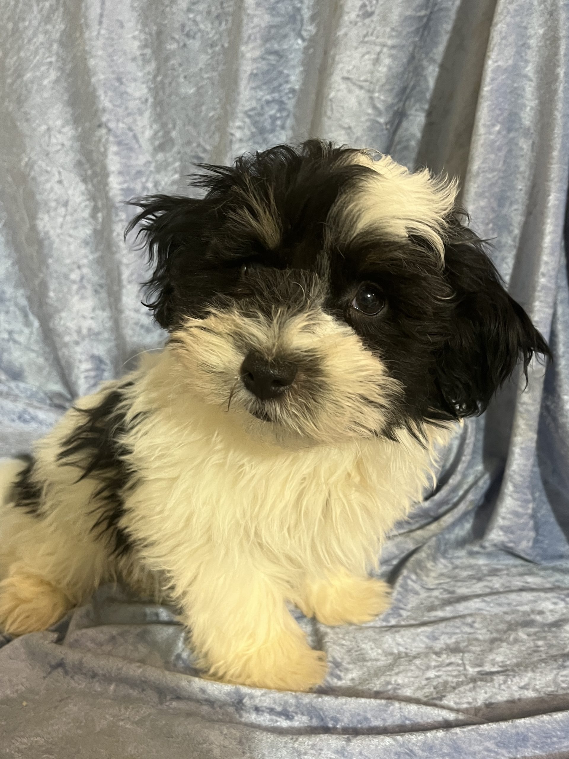 Havaton - Muellers Woodville Kennels