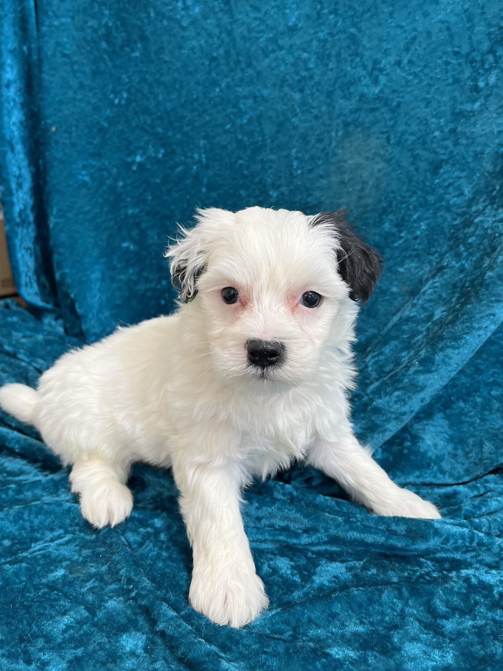 Havaton - Muellers Woodville Kennels