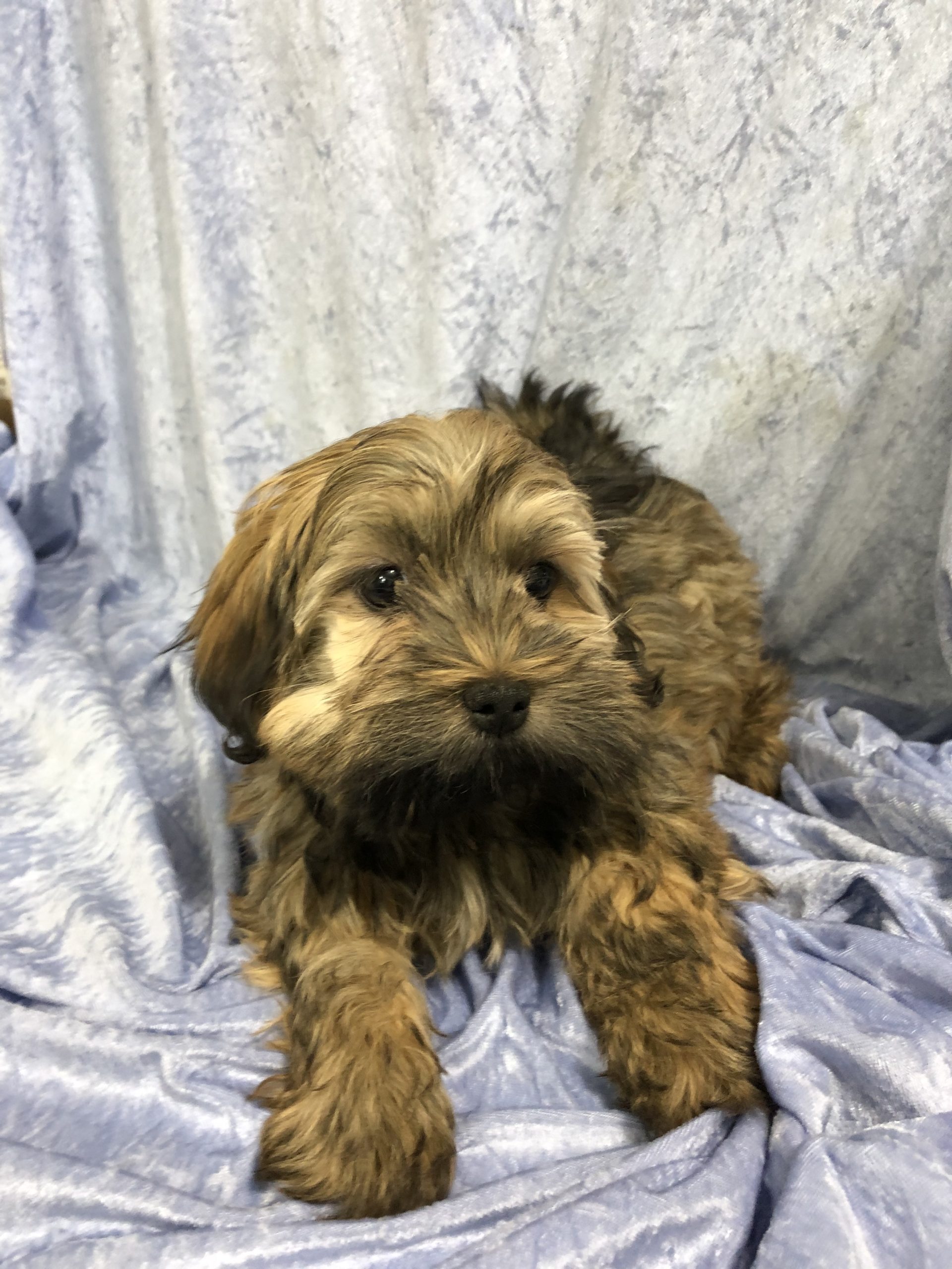 Havaton - Muellers Woodville Kennels